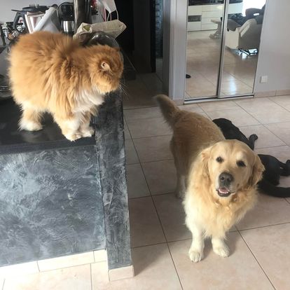 Alimentation - Bien être animal - Donges - Chien et Chat