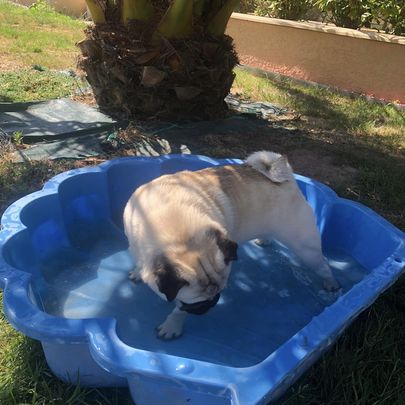 Alimentation - Bien être animal - Donges - Chien et Chat